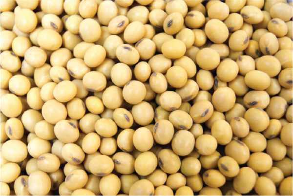 Soybeans – Hefty Seed Company