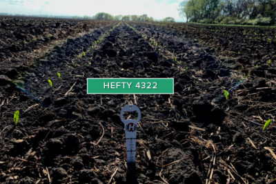 Corn – Hefty Seed Company