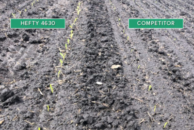 Corn – Hefty Seed Company