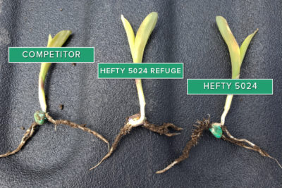 Corn – Hefty Seed Company