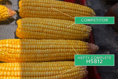 Corn – Hefty Seed Company