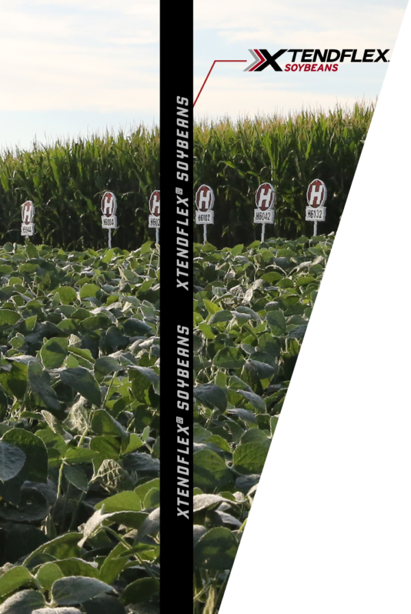 Soybeans – Hefty Seed Company